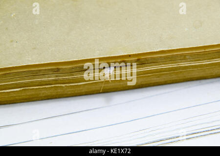Silverfish (Lepisma saccharina), is crushed by pages of the book Stock ...