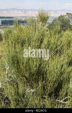Mormon Tea Bush (Ephedra), Desert Southwest, USA Stock Photo - Alamy
