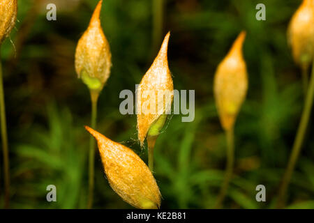 Moss with reproductive sporophytes (the tall, stalk-like forms Stock ...