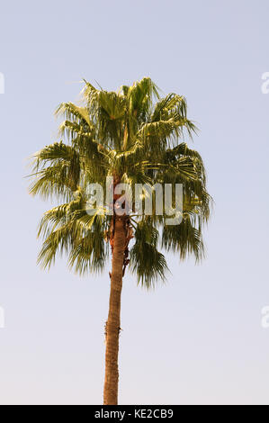 One palm tree at sun light Stock Photo - Alamy