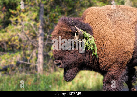 bison causing traffic jam Stock Photo - Alamy