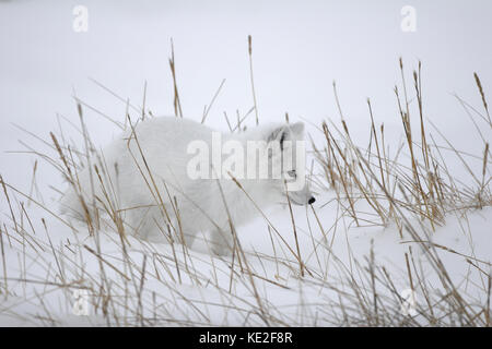 Arctic Fox hunting on the snow Stock Photo - Alamy