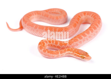 Cape House Snake (Boaedon Capensis Stock Photo - Alamy