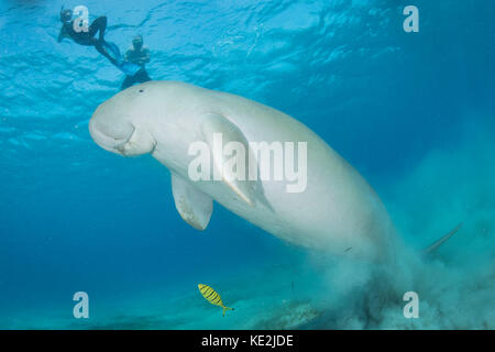 Dugong (Dugong dugon) and two Golden Trevally fish (Gnathanodon ...