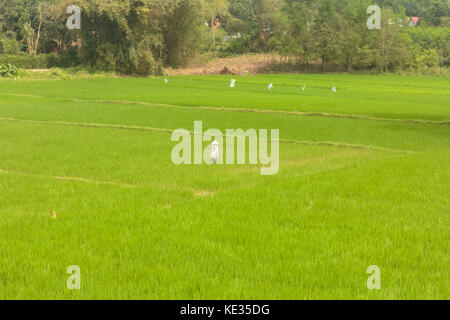 Crossing the Rice field on a travelling train Stock Photo - Alamy