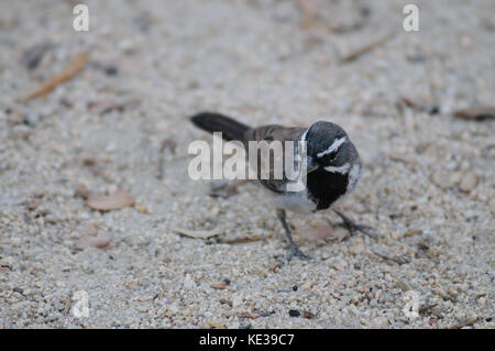 Black Throuted Sparrow in Joshua Tree National Park Stock Photo - Alamy