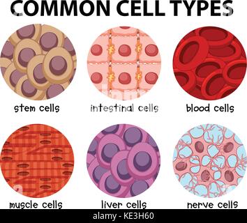 Types of muscle cell diagram illustration Stock Vector Image & Art - Alamy