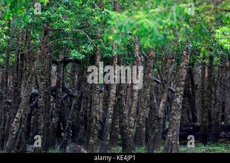 Gewa trees at the World largest mangrove forest Sundarbans, famous for ...