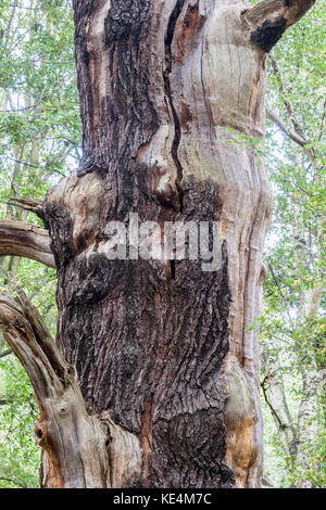 oak trees in SHerwood Forest Stock Photo - Alamy