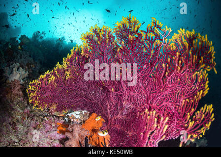 Bright pink sea fan on a tropical coral reef off Bunaken Island in ...