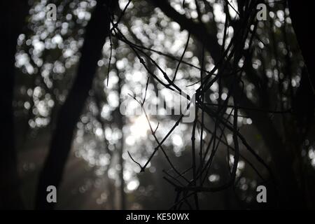 Twigs in the (Tropical) Forest, taken in one mountain Stock Photo - Alamy