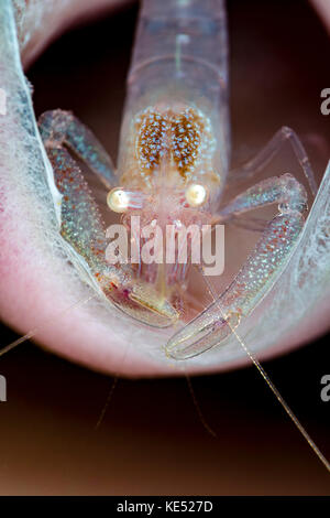 Commensal Sponge Shrimp, Thaumastocaris streptopus. Also known Barrel ...