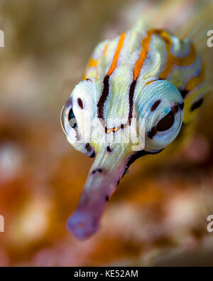 A Network Pipefish (Corythoichthys flavofasciatus) in the Red Sea ...