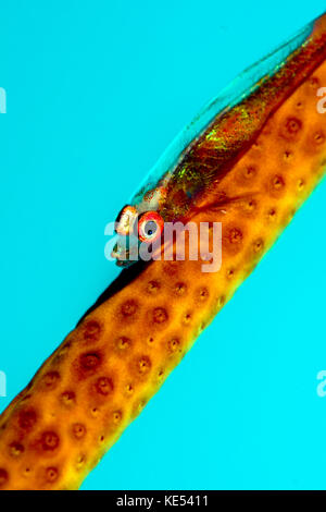 Large whip goby or White-line Seawhip Goby (Bryaninops amplus) Bohol ...