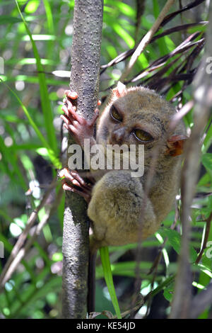 Philippine Tarsier in Cebu, The Philippines. Often considered as the ...