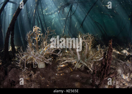 Hell's fire anemone, Actinodendron plumosum Stock Photo - Alamy