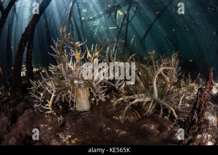 Hell's fire anemone, Actinodendron plumosum Stock Photo - Alamy