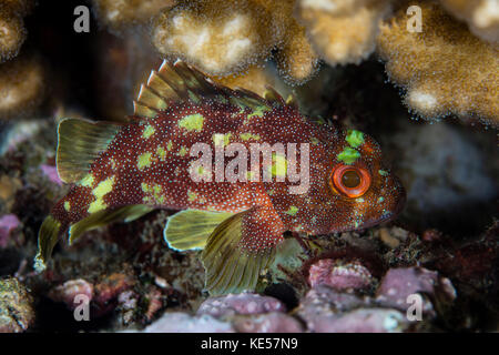 A Yellow-spotted Scorpionfish (Sebastapistes cyanostigma) in the Red ...