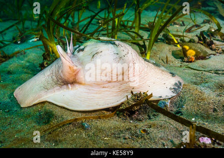 Lewis's moon snail shell. The shell of a Lewis's moon snail (Neverita ...