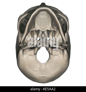 Inferior view of Mandible Stock Photo - Alamy