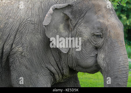Elephant in a zoo. Asian Elephant, Elephas maximus. Big mammal in the ...