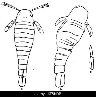 The Habitat of the Eurypterida figure 4 Stock Photo - Alamy