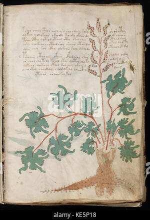The Voynich Manuscript, a mysterious and undecoded text, features a mix ...