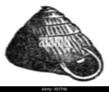 Strobilops labyrinthicus shell 2 Stock Photo - Alamy