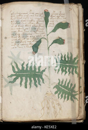 The Voynich Manuscript, a mysterious and undecoded work, contains ...