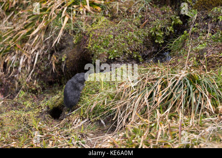 Rare black european water vole (Arvicola amphibius) in the Scottish ...
