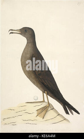 Wedge-tailed Shearwater (Puffinus pacificus), underside view of single ...