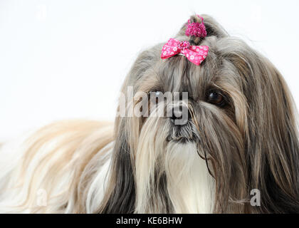 female Shih Tzu Stock Photo - Alamy