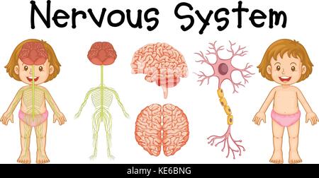 Human nervous system for kids. Vector color cartoon illustration. Human ...