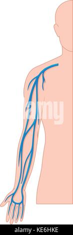 Blood vessels in human hand illustration Stock Vector Image & Art - Alamy