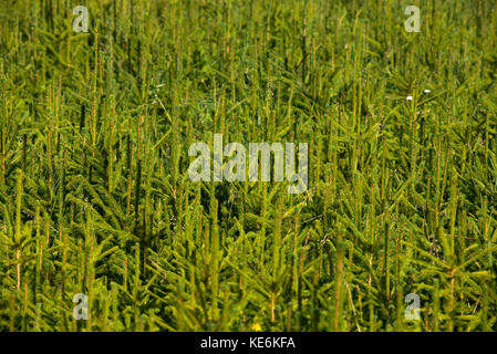 Fir tree nursery, young spruce growing Stock Photo - Alamy