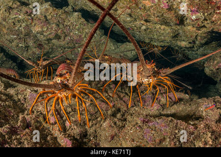 Close up of Spiny Lobster (Panulirus Interruptus) on a rock in the kelp ...