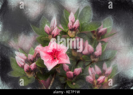 Weston hybrid azaleas 'Pink Clusters' (Ericaceae) at a botanical garden ...