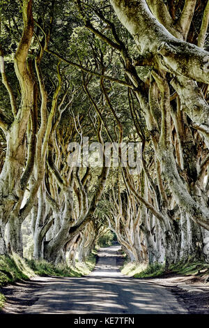 The dark hedges road from the Game of Thrones, in Northern Ireland. It ...