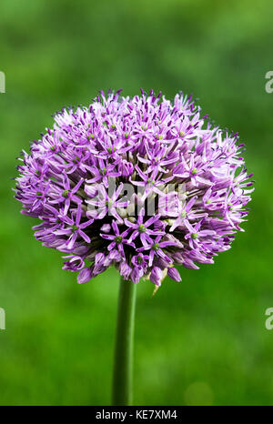 Close-up of large purple Allium globes surrounded by green leaves and ...