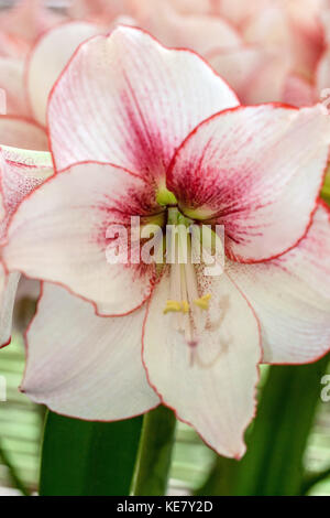 Hippeastrum Amarylis 'Showmaster' Stock Photo - Alamy