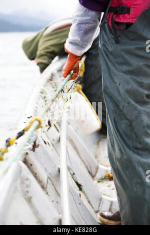 Set-Net Fisherman Pulling The Net Aboard Their Set-Net Skiff In Stock ...