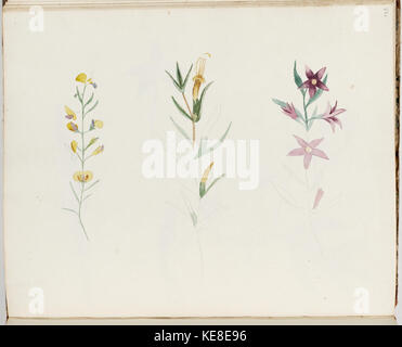 479482 Untitled Variable bossiaea longleaf five corners Small crowea ...