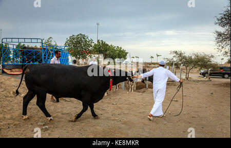 Fujairah, UAE, April 1, 2016: local people bring bulls for traditional ...