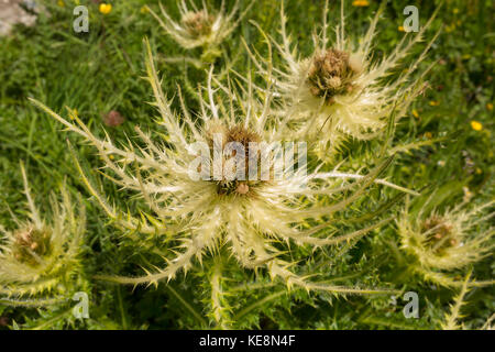 MOIRY VALLEY, SWITZERLAND - Close up of wildflowers, in the Pennine ...
