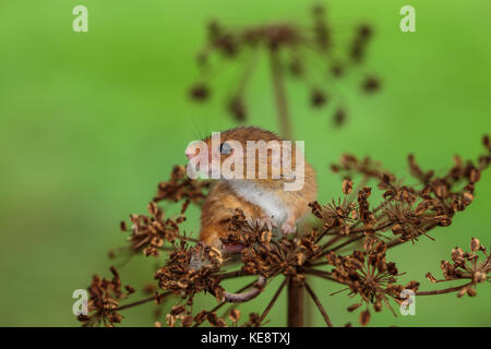 Eurasian Harvest mouse on a hedge Stock Photo - Alamy