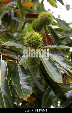 The Spikey Fruit on a Chestnut Tree Stock Photo - Alamy