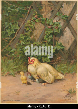 Chickens (Boston Public Library Stock Photo - Alamy