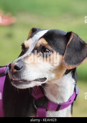 Whitney the rat terrier looking into the distance Stock Photo - Alamy