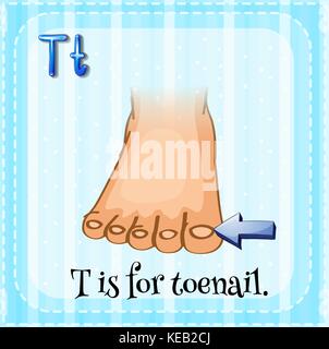 Flashcard letter T is for toe Stock Vector Image & Art - Alamy