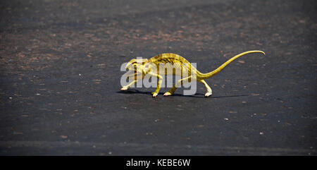 Photos of Africa, Chameleon walk on floor full body Stock Photo - Alamy